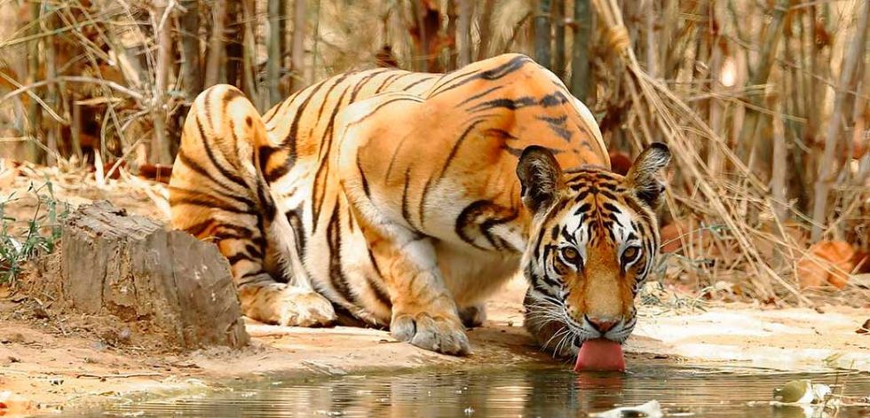 Destinos exóticos de vida animal en Asia - Se Vive Viajes